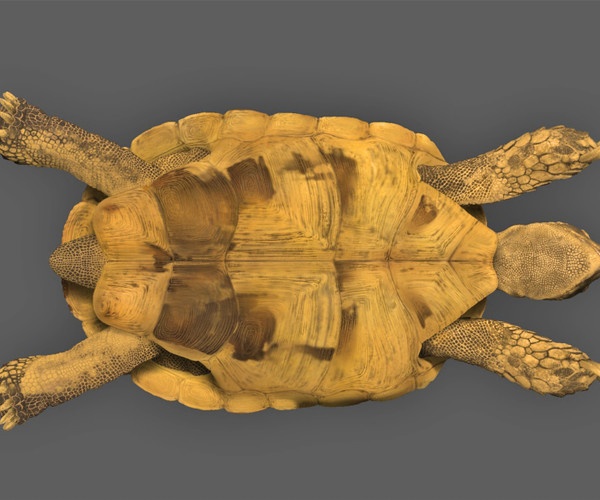 ArtStation - HIGHLY DETAILED TORTOISE 3D MODEL | Resources