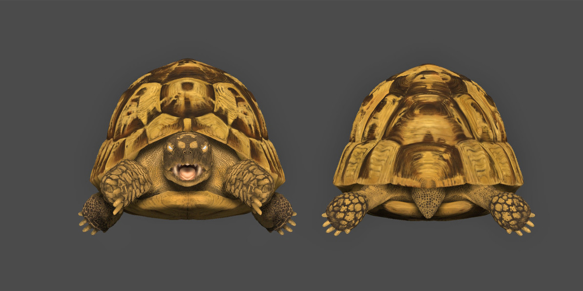 ArtStation - HIGHLY DETAILED TORTOISE 3D MODEL | Resources