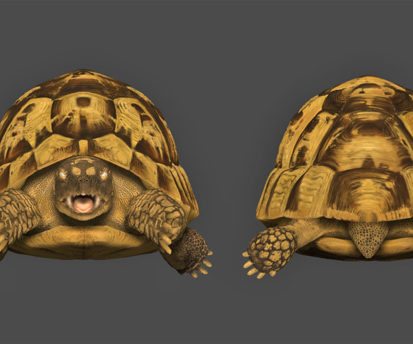 ArtStation - HIGHLY DETAILED TORTOISE 3D MODEL | Resources