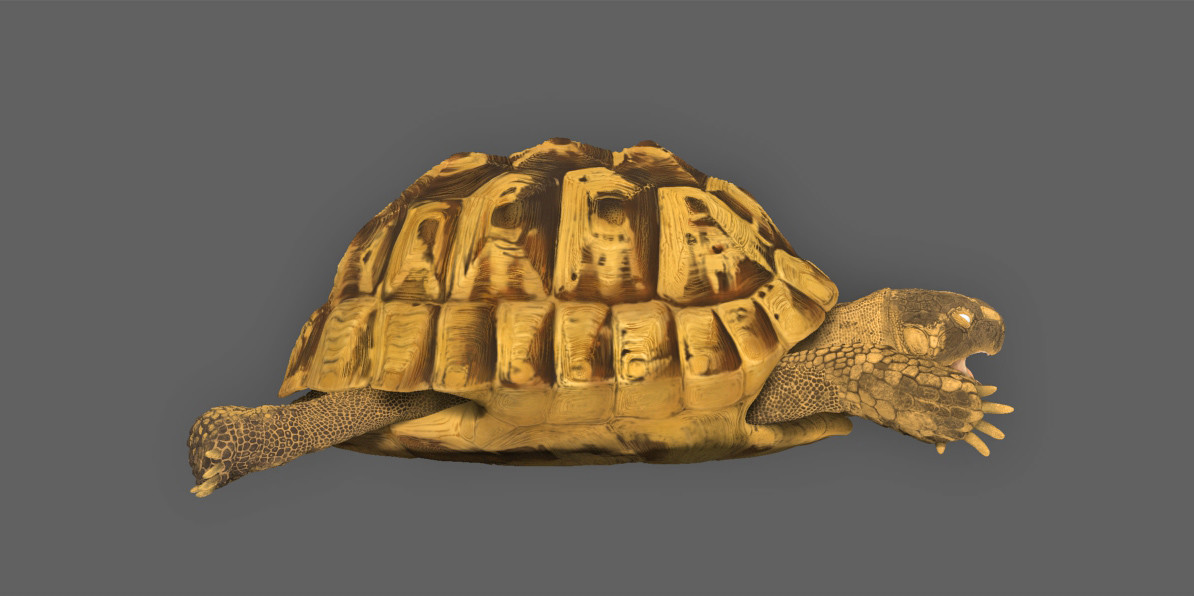 ArtStation - HIGHLY DETAILED TORTOISE 3D MODEL | Resources
