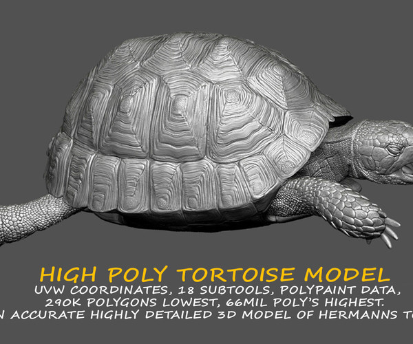 ArtStation - HIGHLY DETAILED TORTOISE 3D MODEL | Resources