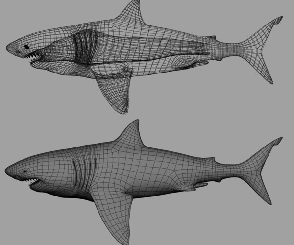 ArtStation - Great white Shark | Resources