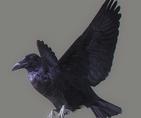 ArtStation - Animated Crow | Resources