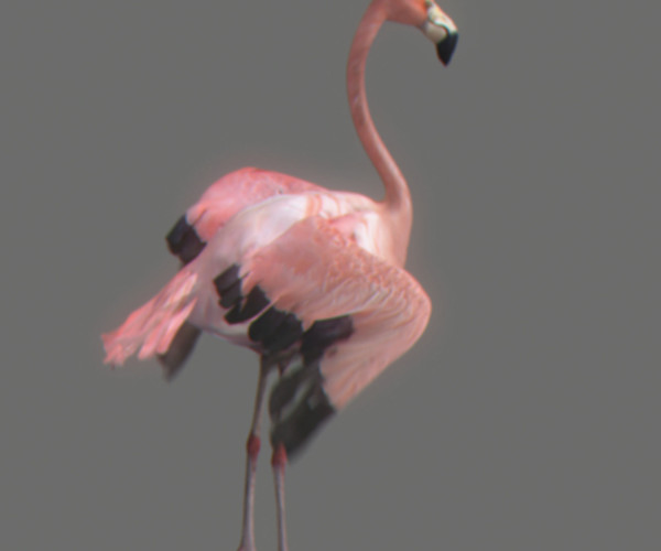 ArtStation - Animated Flamingo | Resources