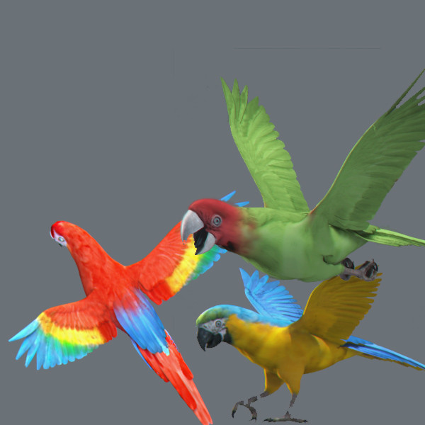 NoneCG 3D models - Animated Parrots Pack