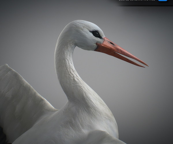 ArtStation - Animated Stork | Resources