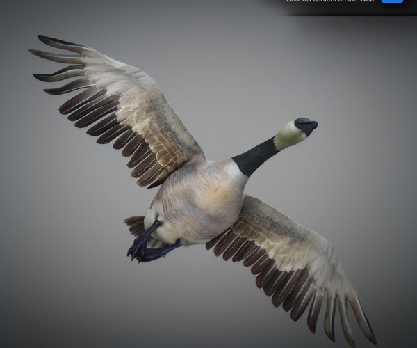 ArtStation - Animated Geese | Resources