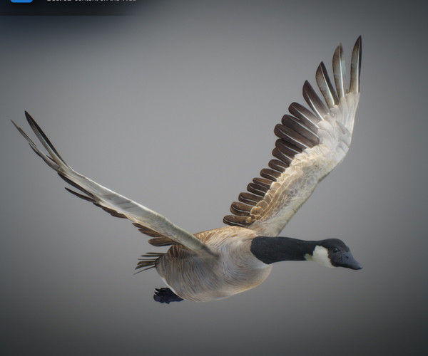 ArtStation - Animated Geese | Resources