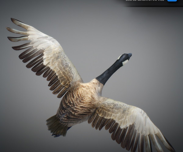 ArtStation - Animated Geese | Resources