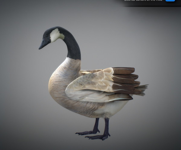 ArtStation - Animated Geese | Resources