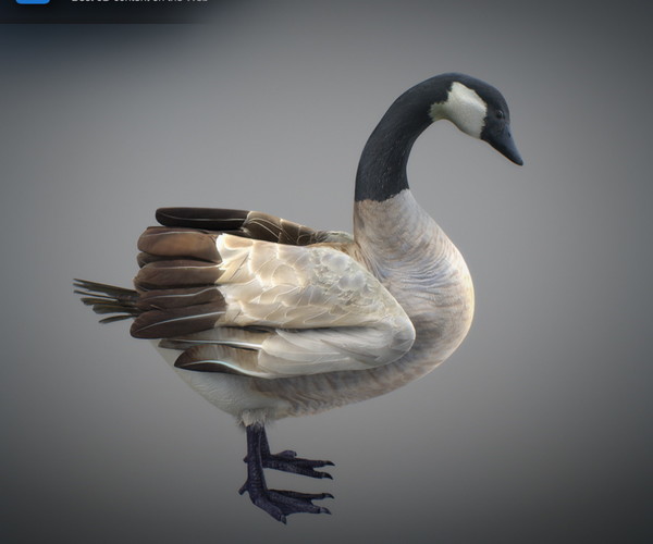 ArtStation - Animated Geese | Resources