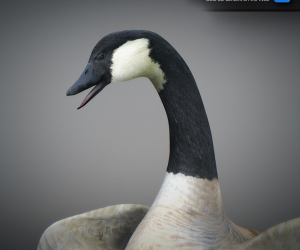 ArtStation - Animated Canada Goose | Game Assets