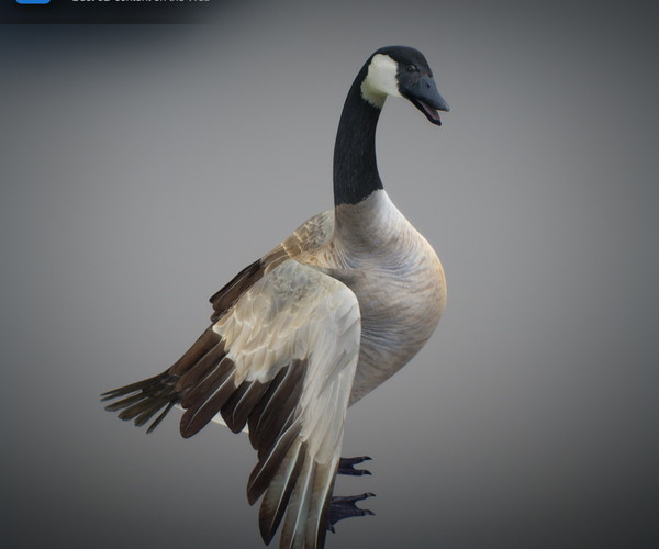 ArtStation - Animated Canada Goose | Game Assets