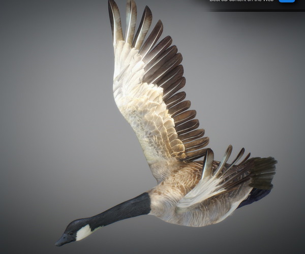 ArtStation - Animated Canada Goose | Game Assets