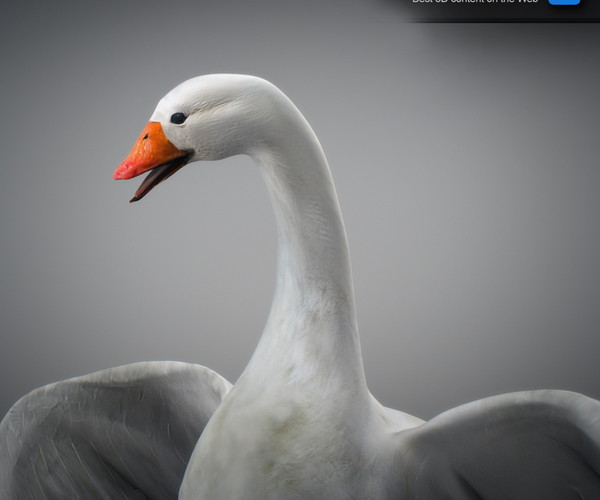 ArtStation - Animated Snow Goose | Resources