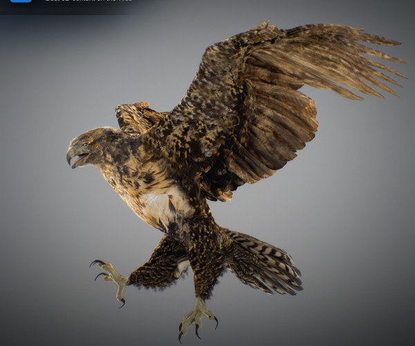 ArtStation - Animated Hawk | Resources