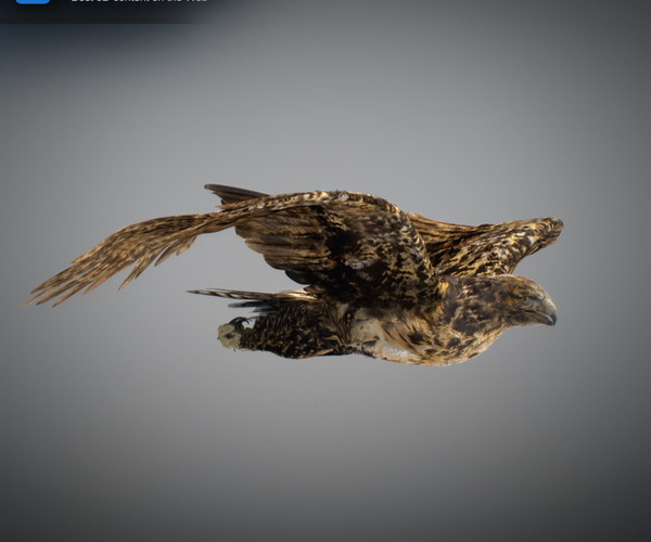 ArtStation - Animated Hawk | Resources