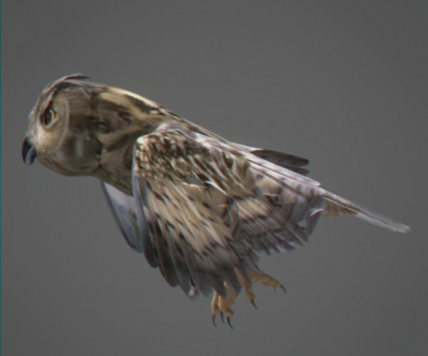ArtStation - Animated Owl | Resources