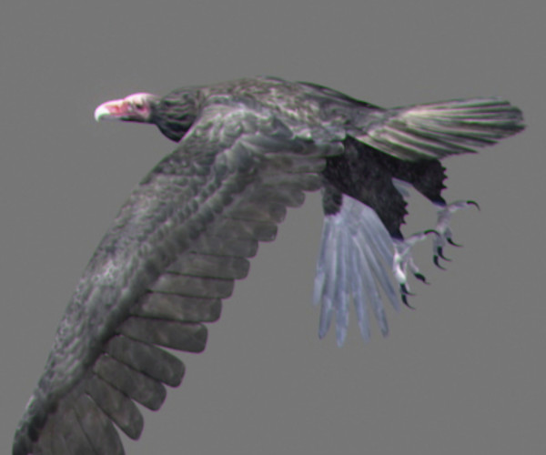 ArtStation - Animated Vultures | Resources