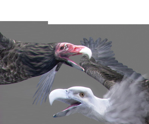 ArtStation - Animated Vultures | Resources
