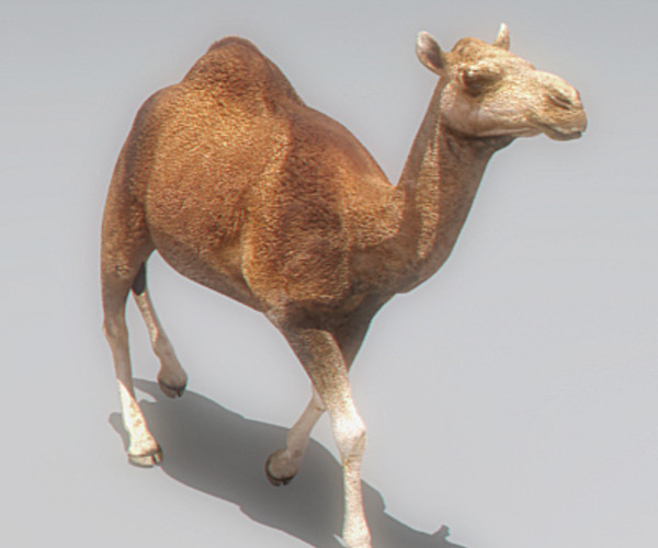 ArtStation - Animated Camel | Game Assets
