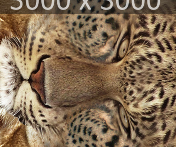 ArtStation - Leopard | Game Assets