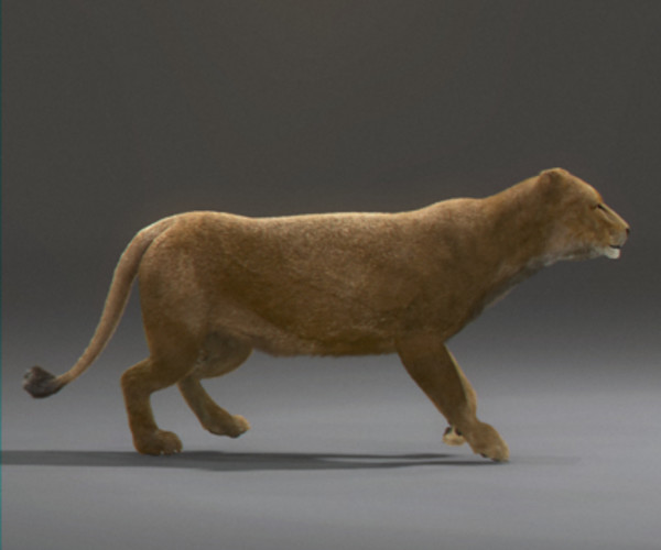 ArtStation - Lioness | Game Assets