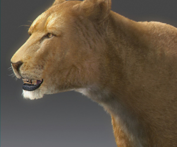 ArtStation - Animated Lioness | Resources