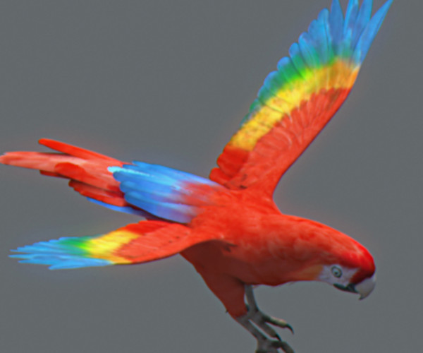 ArtStation - Pack – Birds Animated | Resources