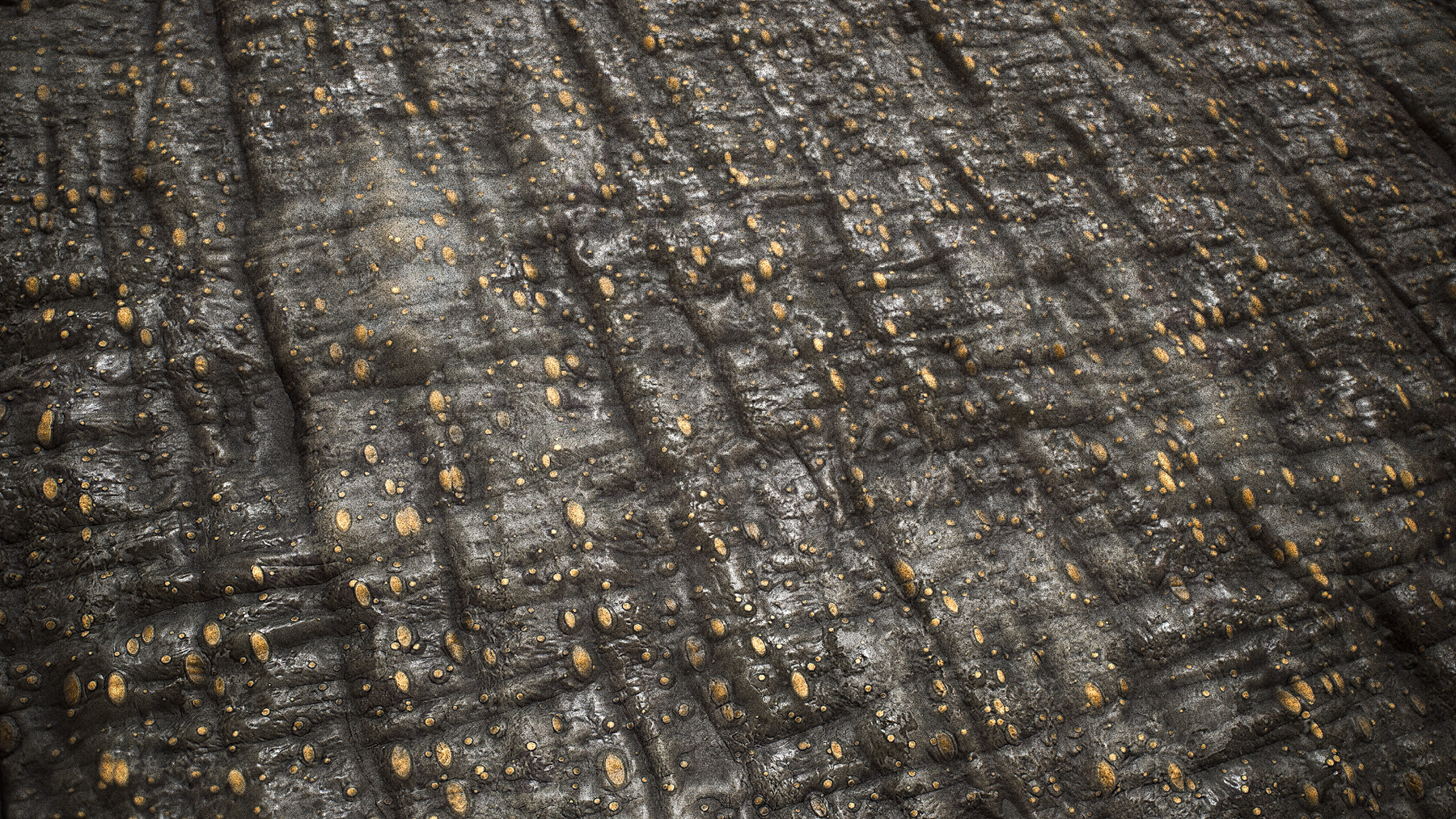 ArtStation - Reptile skin texture pack | Resources