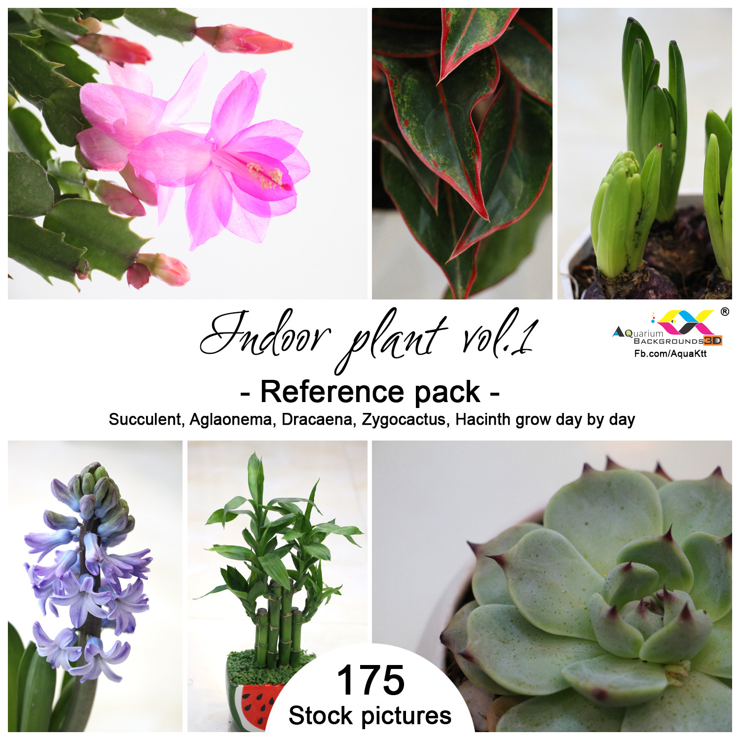 ArtStation - Indoor plant reference pack vol.1 | Resources