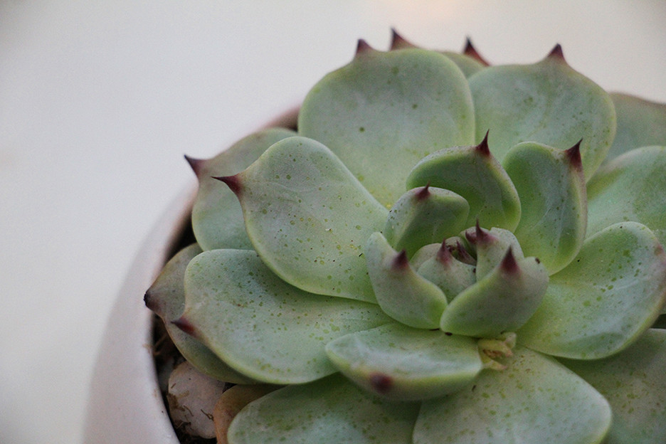 ArtStation - Indoor plant reference pack vol.1 | Resources