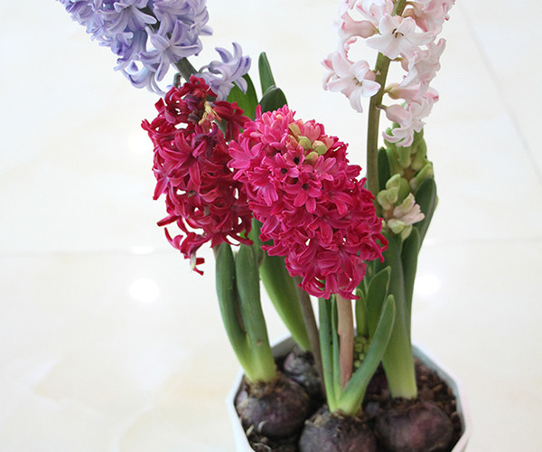 ArtStation - Indoor plant reference pack vol.1 | Resources