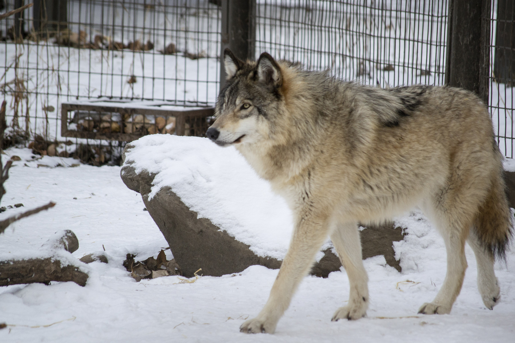 ArtStation - 55+ Wolf Reference Photos for Artists | Resources