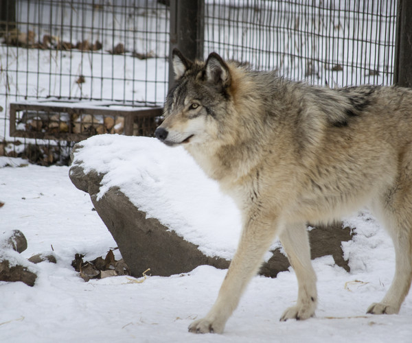 ArtStation - 55+ Wolf Reference Photos for Artists | Resources