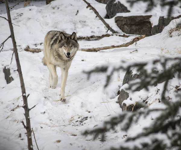 ArtStation - 55+ Wolf Reference Photos for Artists | Resources