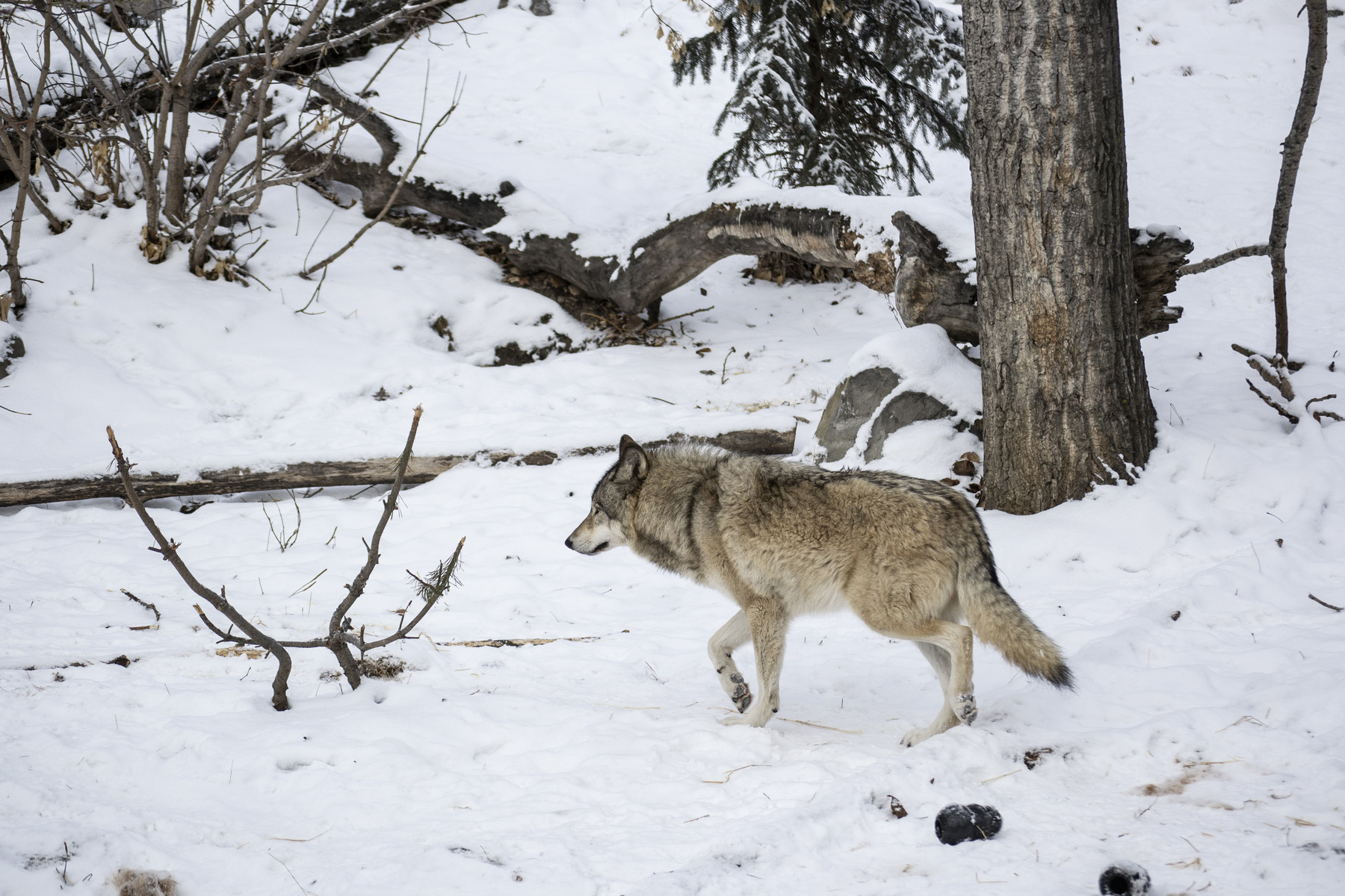 ArtStation - 55+ Wolf Reference Photos for Artists | Resources