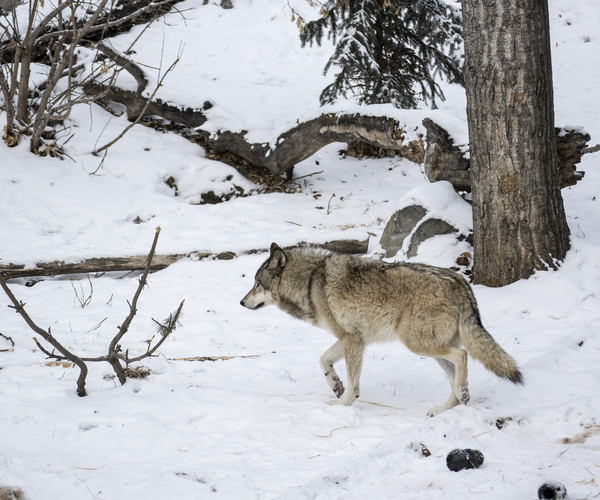 ArtStation - 55+ Wolf Reference Photos for Artists | Resources