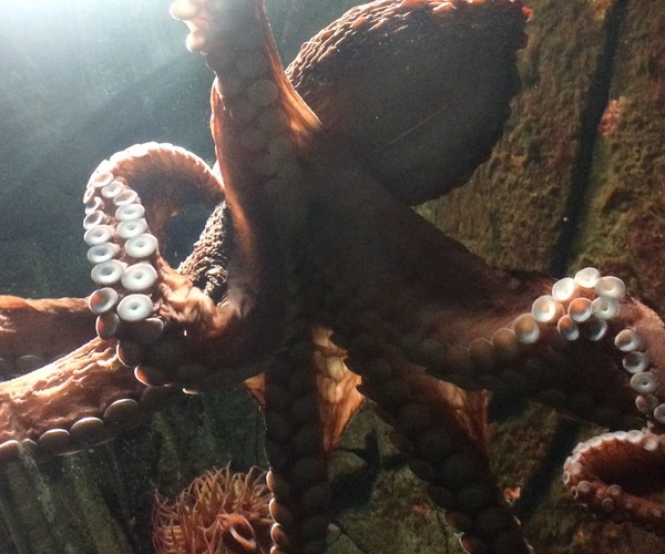 ArtStation - Tentacles!! 55+ Octopus Reference Photos for Artists ...