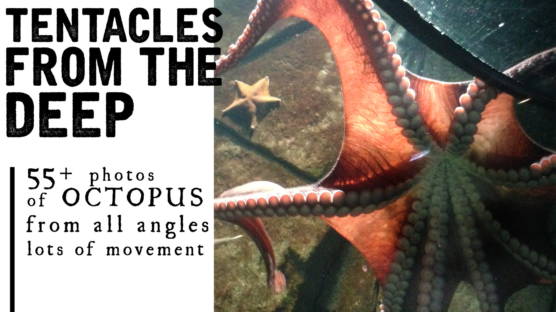 Crystal Smith - Tentacles!! 55+ Octopus Reference Photos for Artists