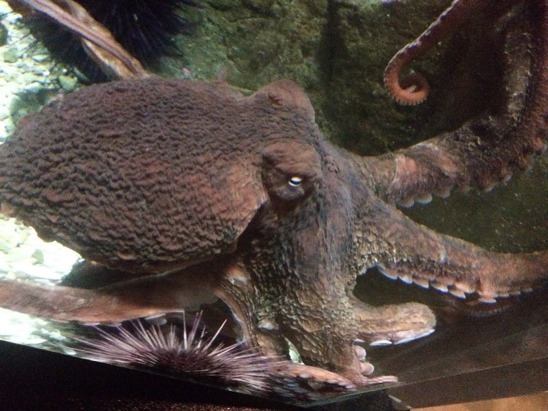 ArtStation - Tentacles!! 55+ Octopus Reference Photos for Artists ...