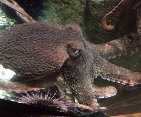 ArtStation - Tentacles!! 55+ Octopus Reference Photos for Artists ...