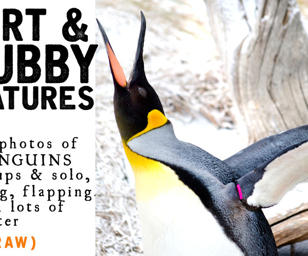 ArtStation - 95+ Penguin Photos for Short & Stubby Creature Reference ...