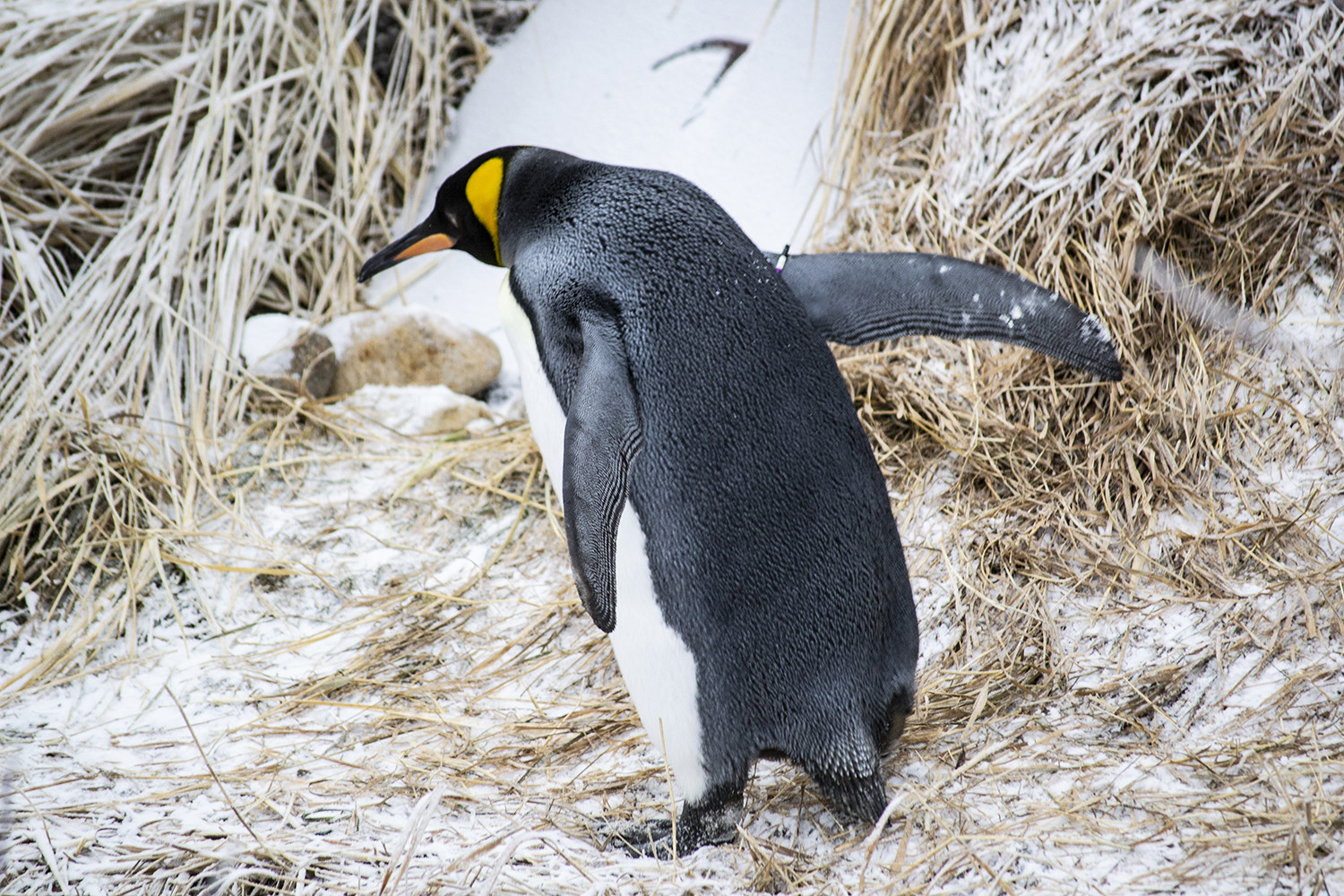 ArtStation - 95+ Penguin Photos for Short & Stubby Creature Reference ...