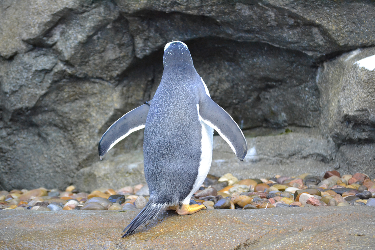 ArtStation - 95+ Penguin Photos for Short & Stubby Creature Reference ...