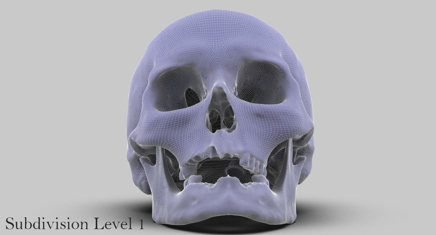 ArtStation - 3D Real Human Skull 3D Scan | Resources