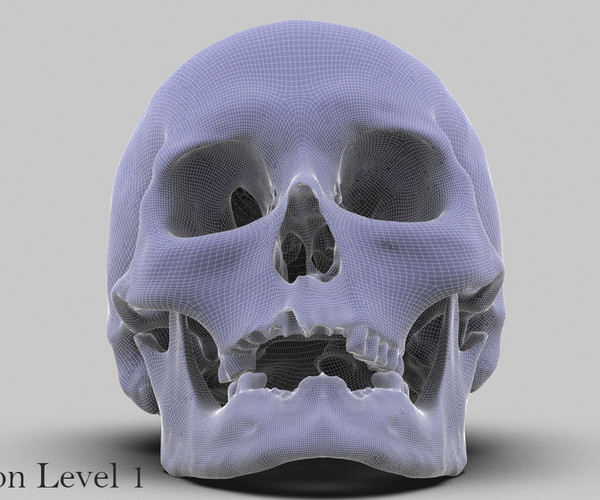 ArtStation - 3D Real Human Skull 3D Scan | Resources