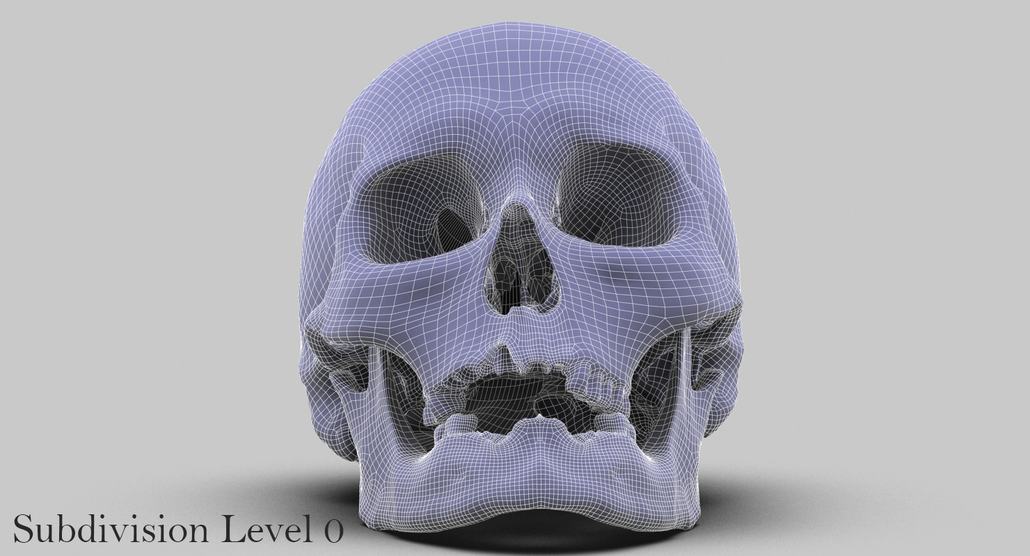 ArtStation - 3D Real Human Skull 3D Scan | Resources
