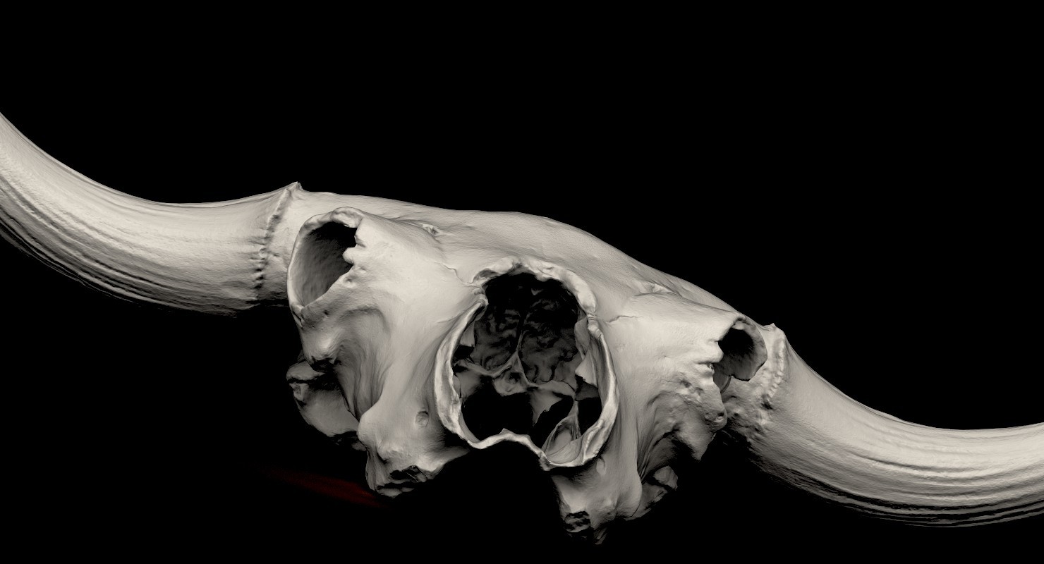 ArtStation - 3D Real Bison Skull | Resources