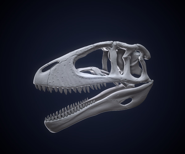ArtStation - Carcharodontosaurus Skull | Resources